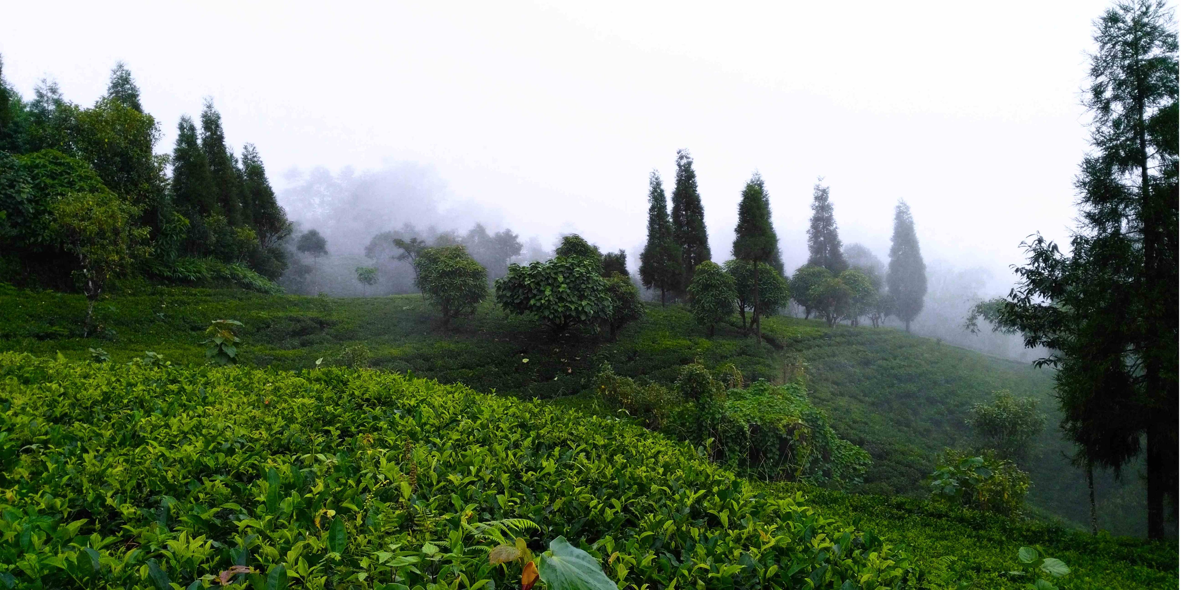 Nepal Tea - The Ultimate Best-Kept Secret Alternative To Darjeeling